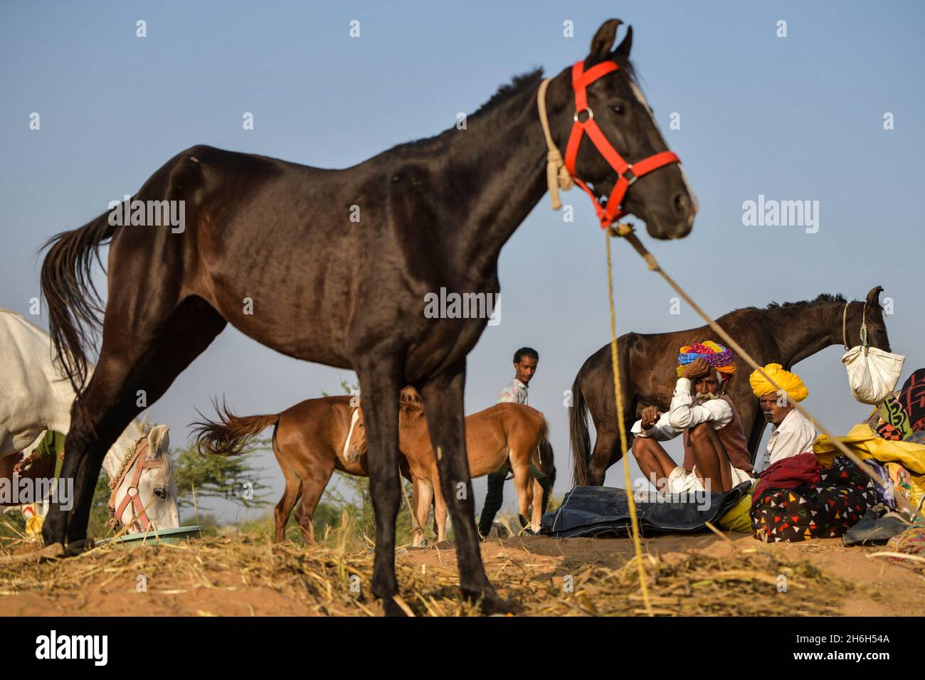 Pushkar, Rajasthan, India. 11th Nov, 2021. The Pushkar fair is one of ...