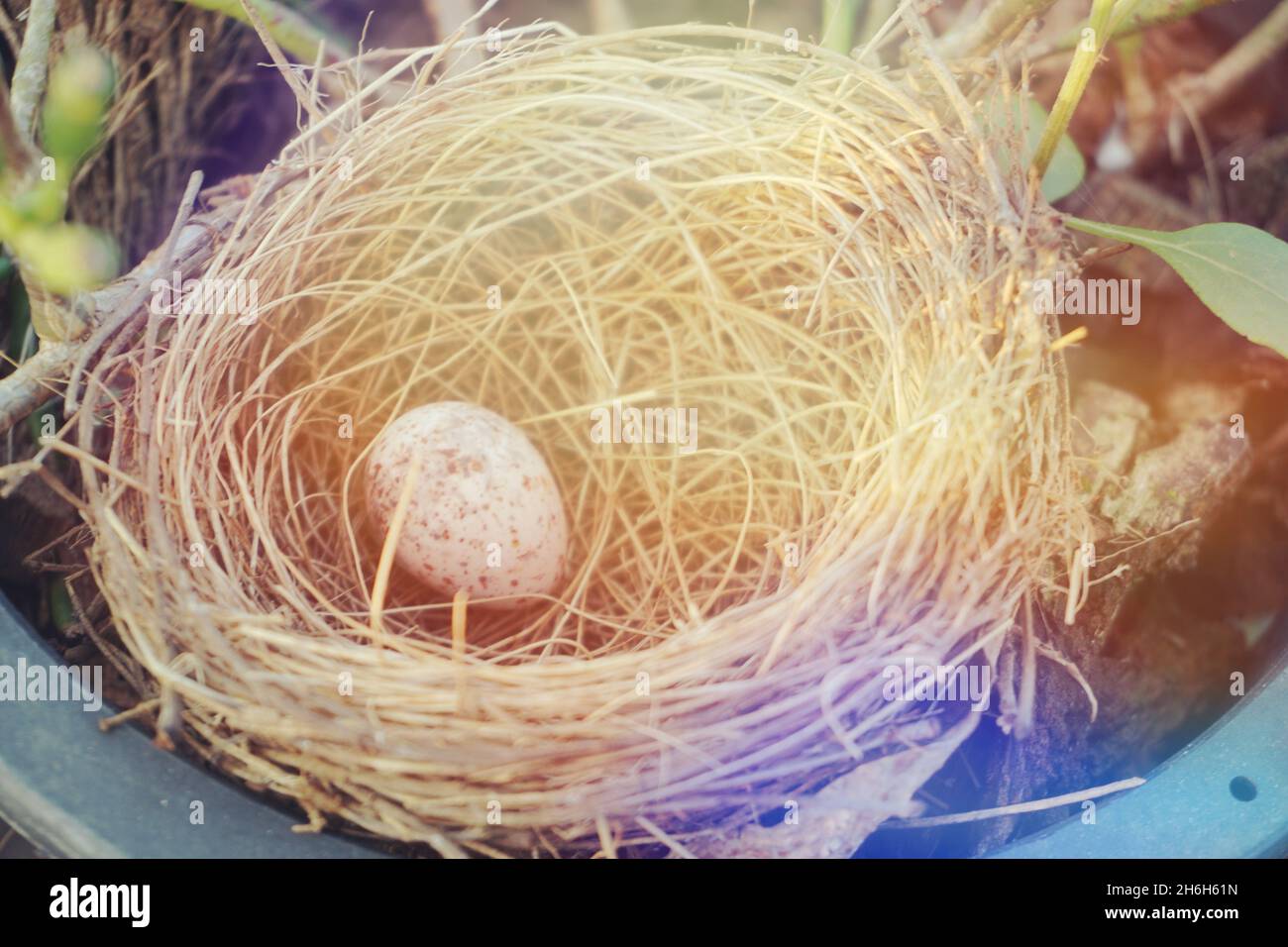 Habitat filter hi-res stock photography and images - Alamy