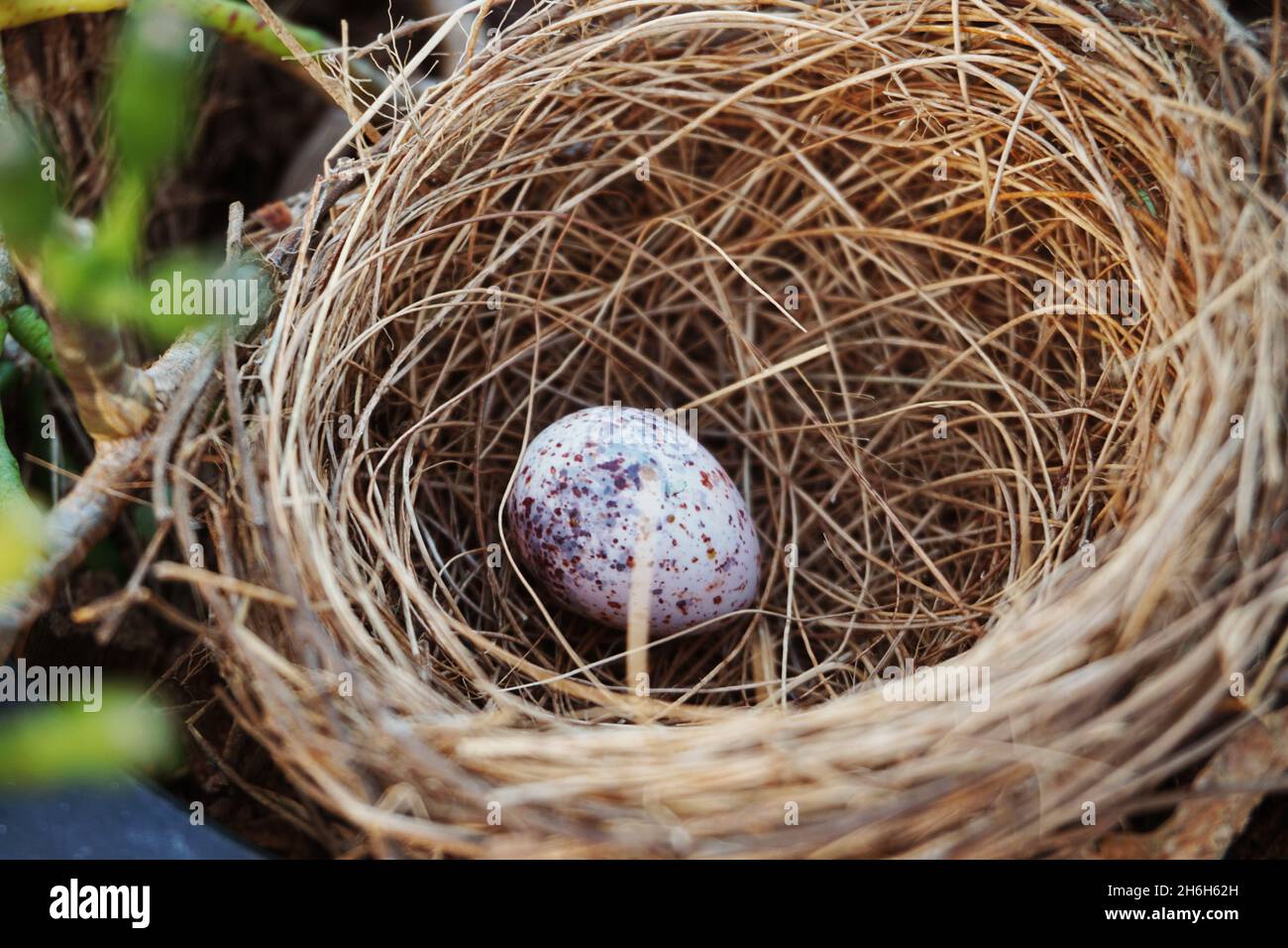 bird nest with egg in the garden Stock Photo - Alamy