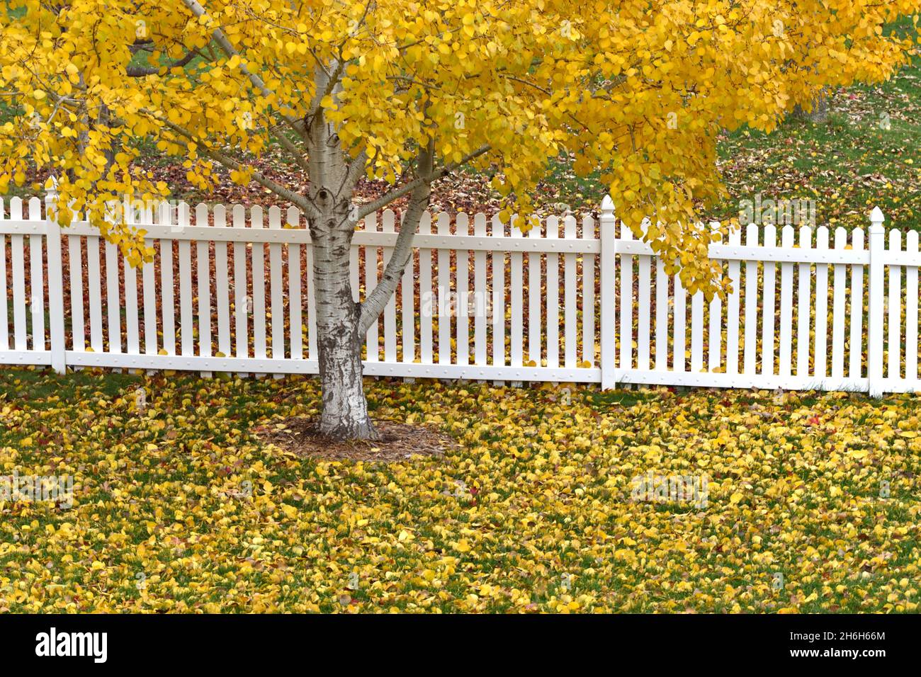 Yellow Aspen (Populus) tree, with leaves littering the ground of green ...