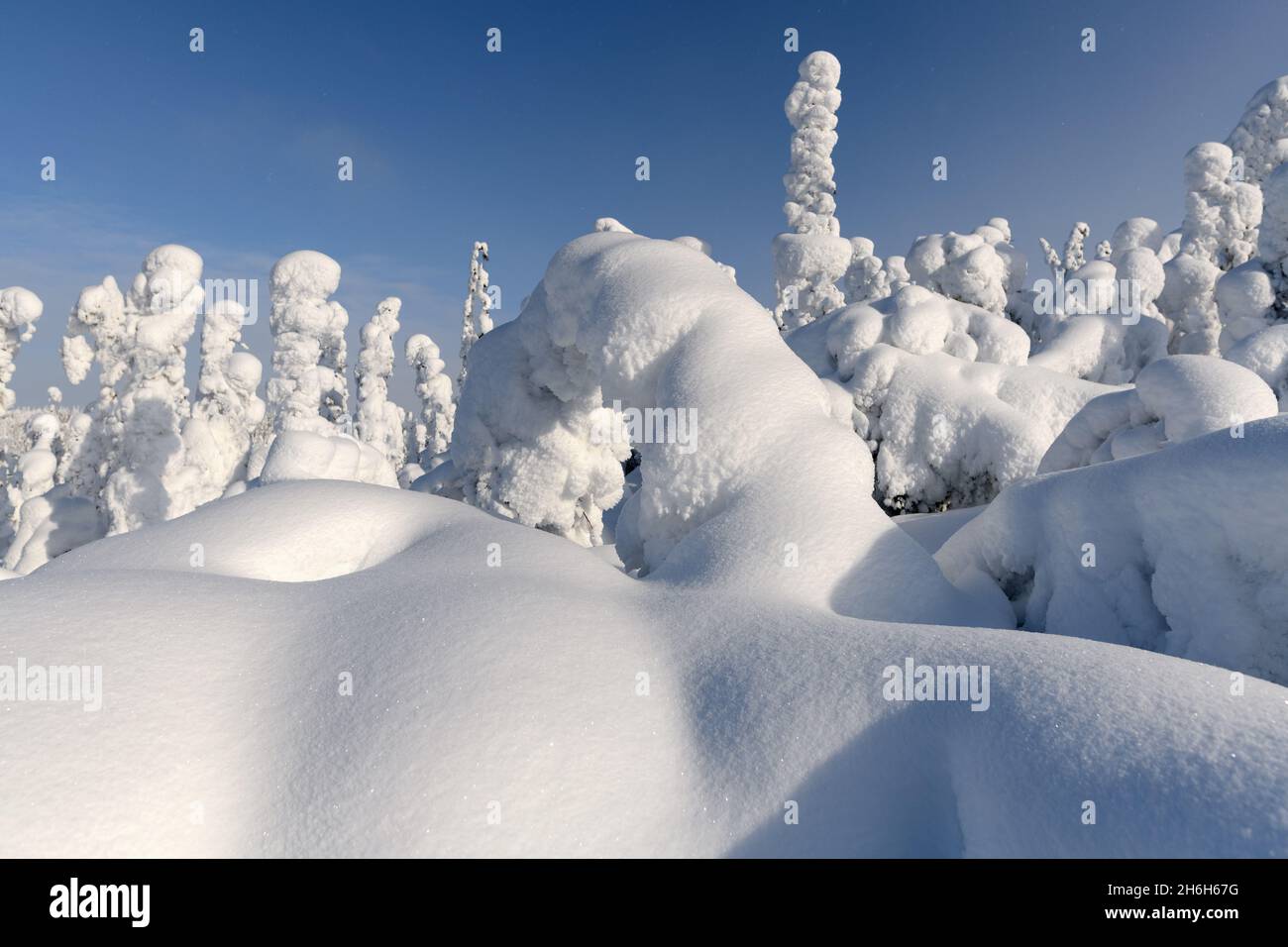 Snow covered trees on the Dalton Highway, Alaska Stock Photo - Alamy