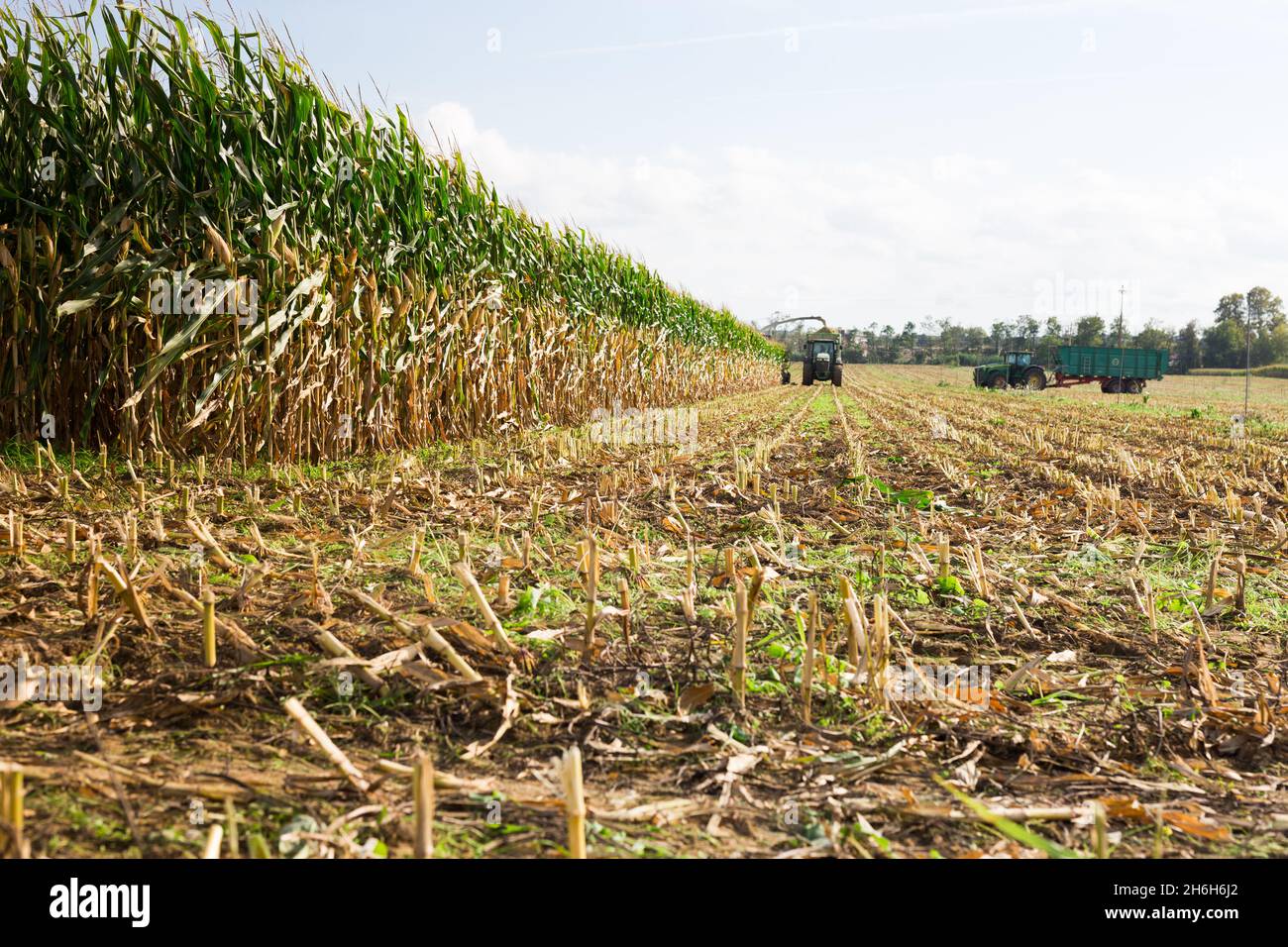 Agricultural machinery produces harvesting of maize Stock Photo - Alamy