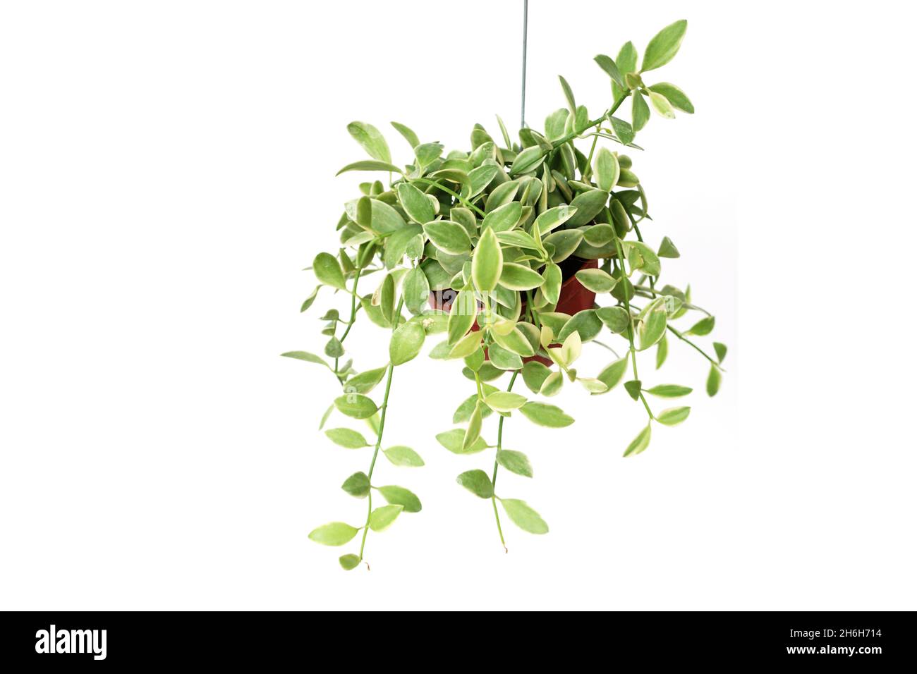 Green plant Hanging isolated on white background Stock Photo - Alamy