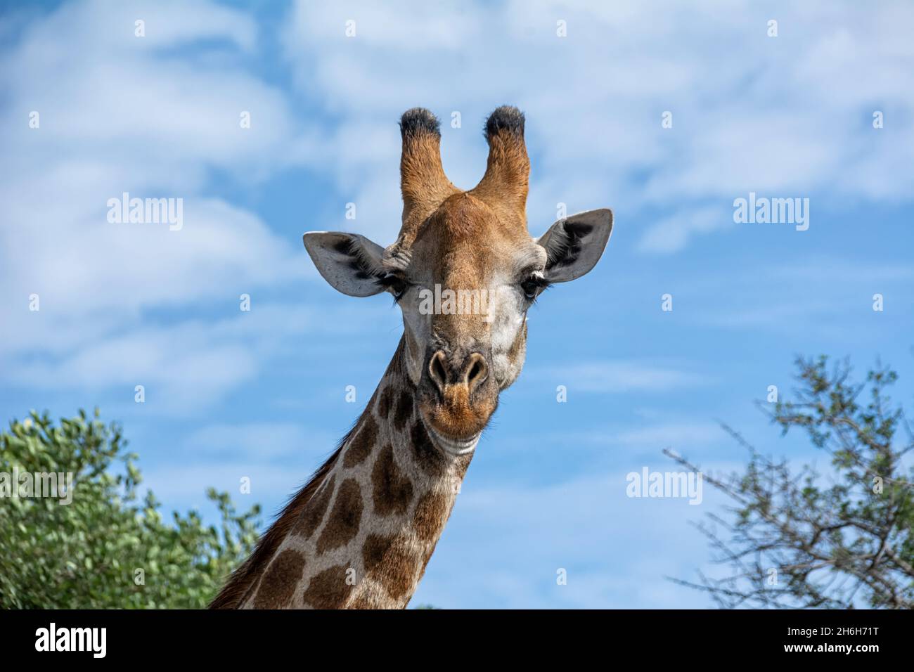 Closeup portrait of a Giraffe head in Southern Africa Stock Photo - Alamy