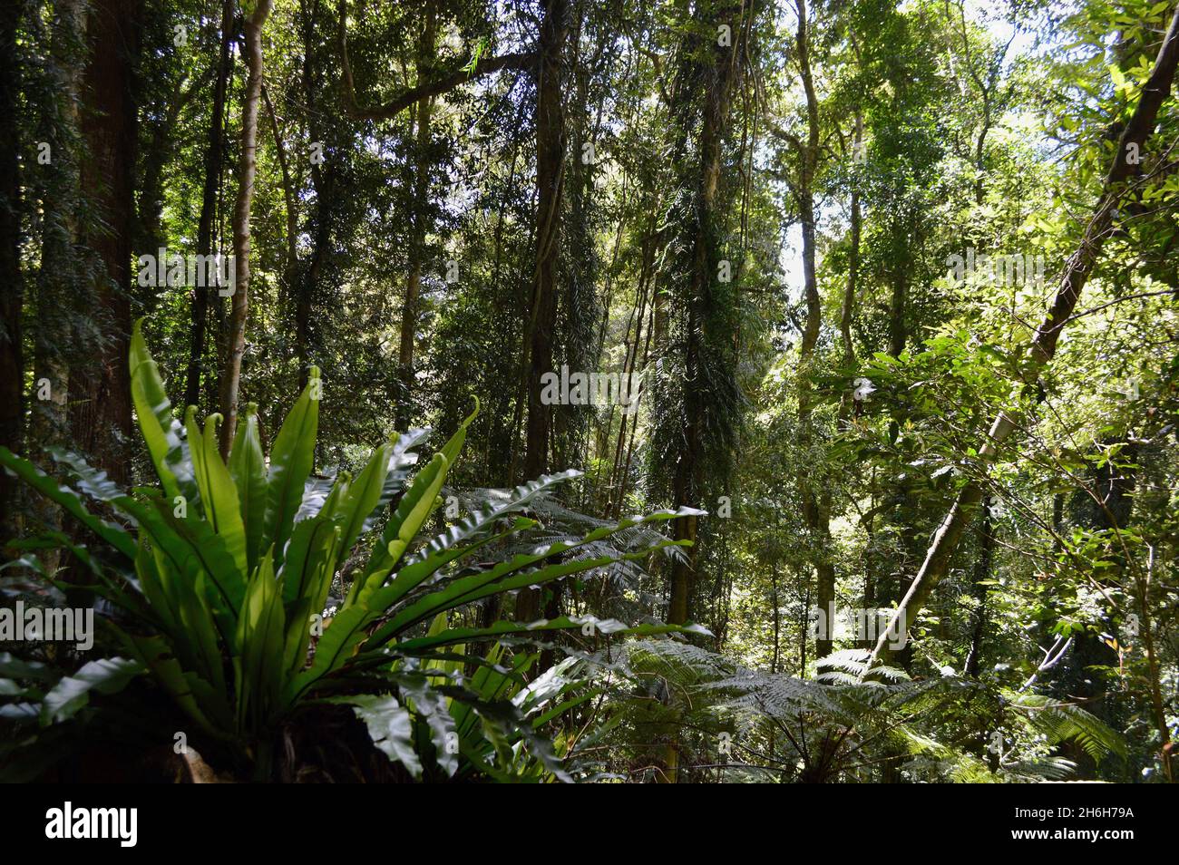 Subtropical rainforest in the Dorrigo National Park, NSW Stock Photo ...