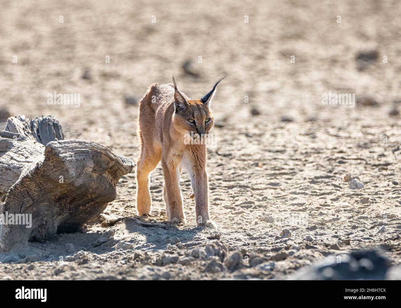 Caracal walking in the savannah hi-res stock photography and images - Alamy