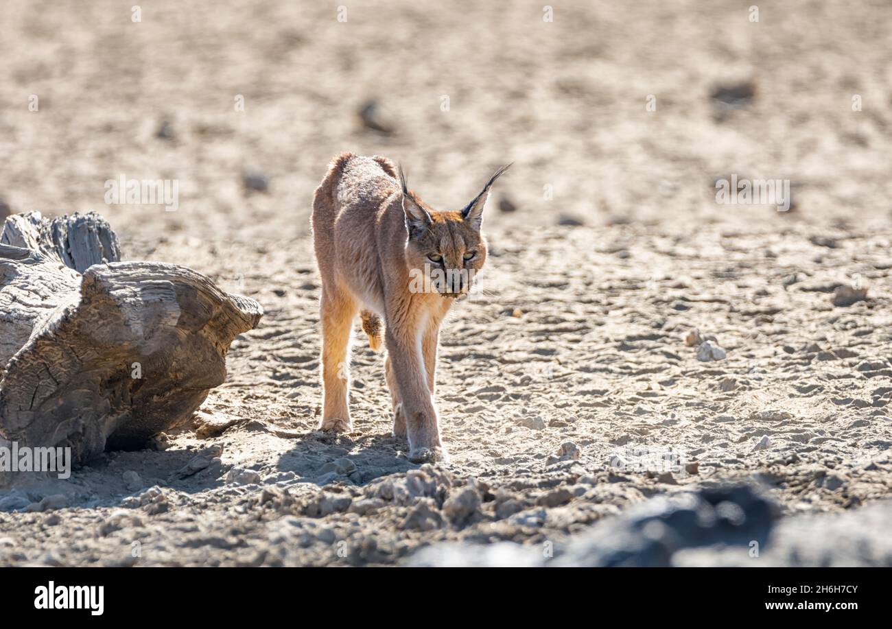 Caracal walking in the savannah hi-res stock photography and images - Alamy
