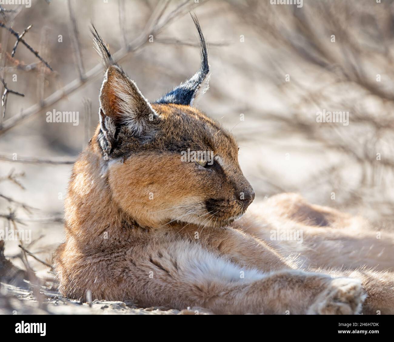 Kalahari wildcat resting in hi-res stock photography and images - Alamy