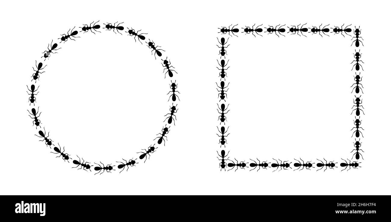Black ants circle and square borders. Ants forming round and ...
