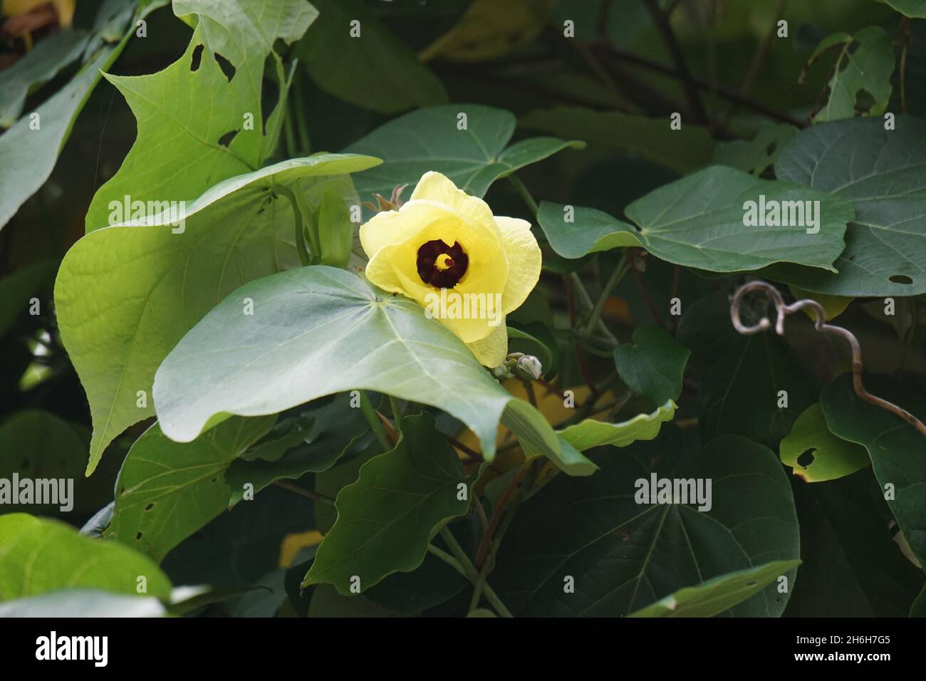 Hibiscus tiliaceus with a natural background. Also known as cottonwood ...
