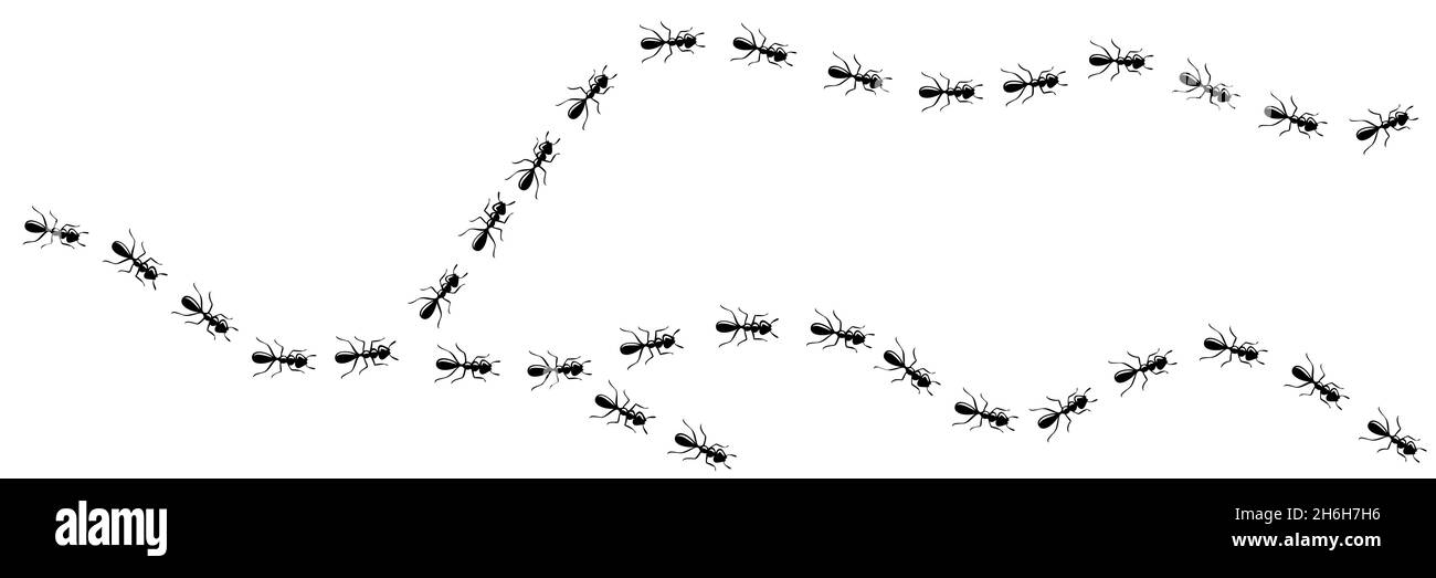 Worker ants trail curve. Ant path isolated in white background. Vector illustration Stock Vector ...
