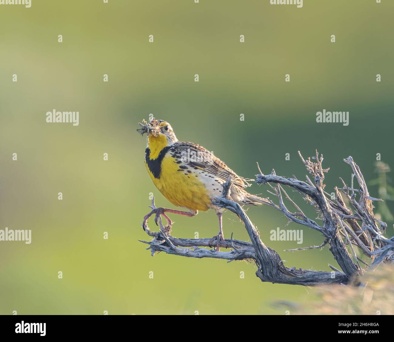 Western meadowlark male hi-res stock photography and images - Alamy