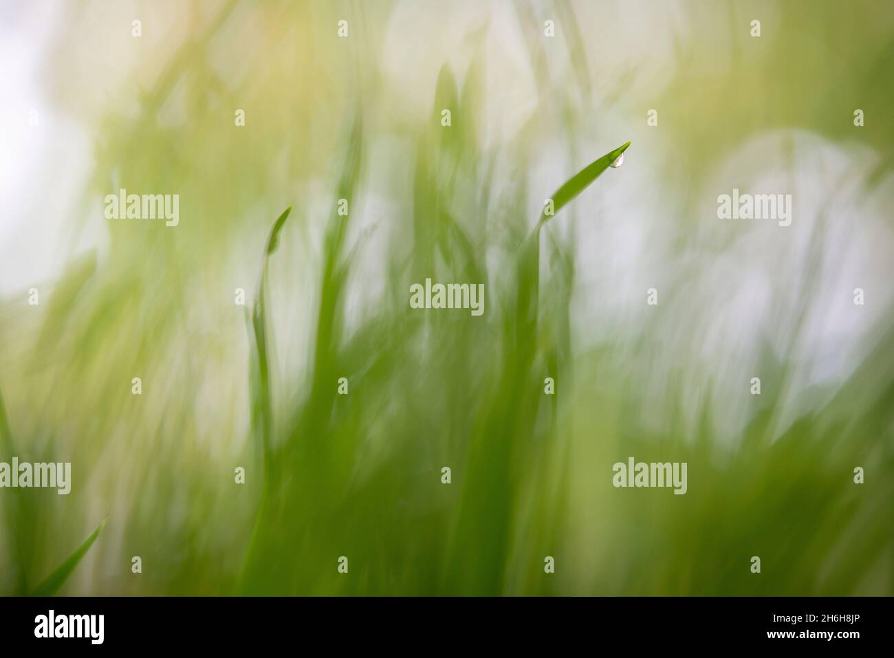 Macro Grass with water droplet Stock Photo - Alamy