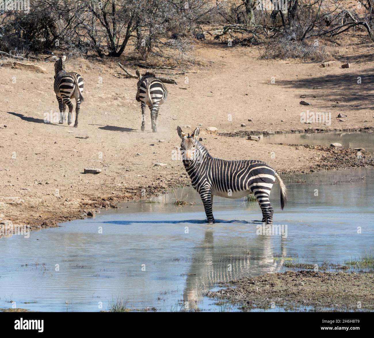 Zebras watering hole grasslands hi-res stock photography and images - Alamy