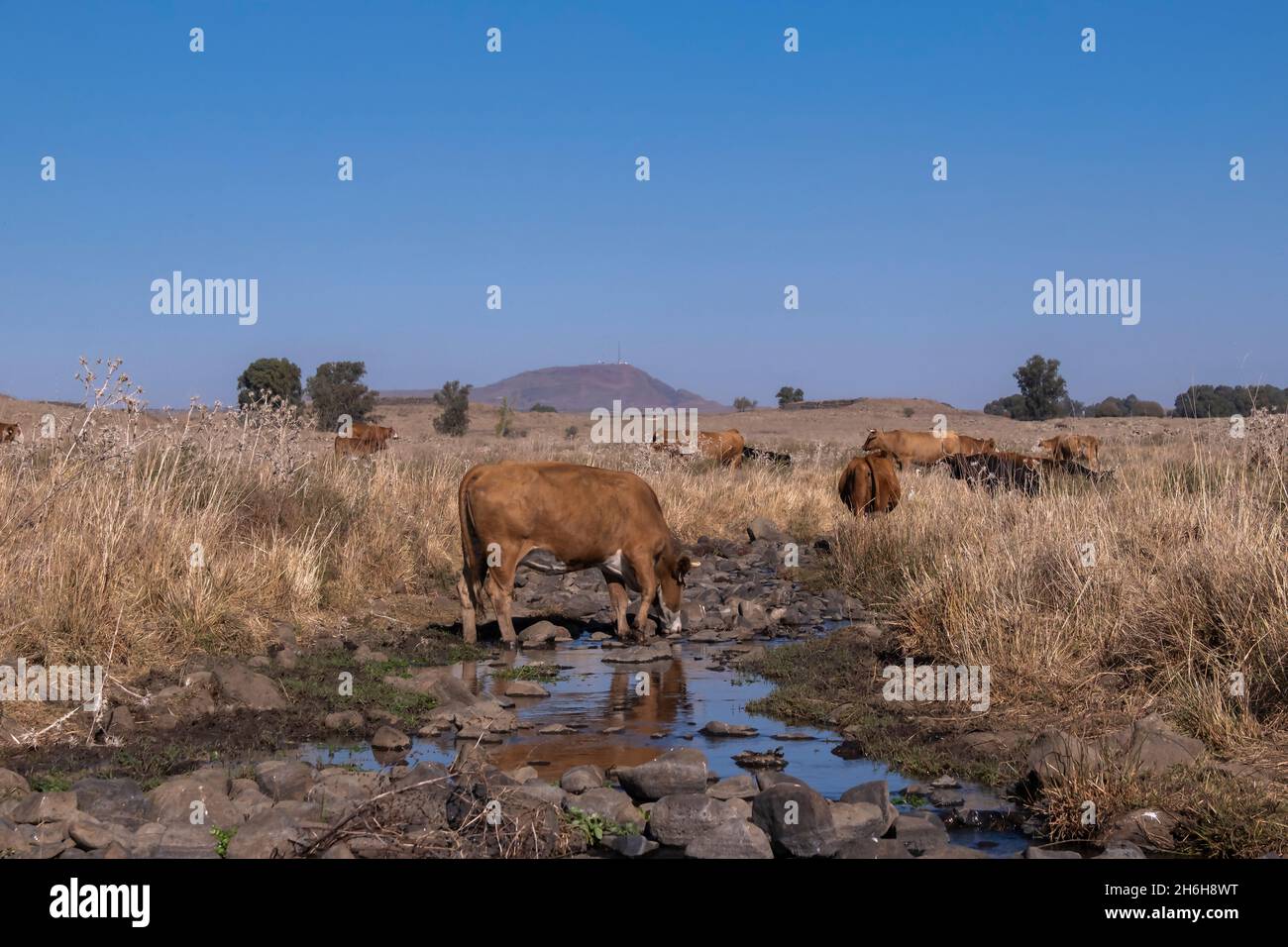 Cows herding in the Golan Heights Israel Stock Photo - Alamy
