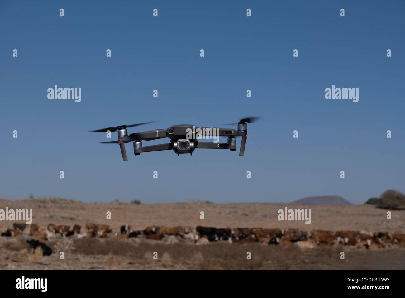 A camera equipped radio controlled quadcopter drone flying over cows ...