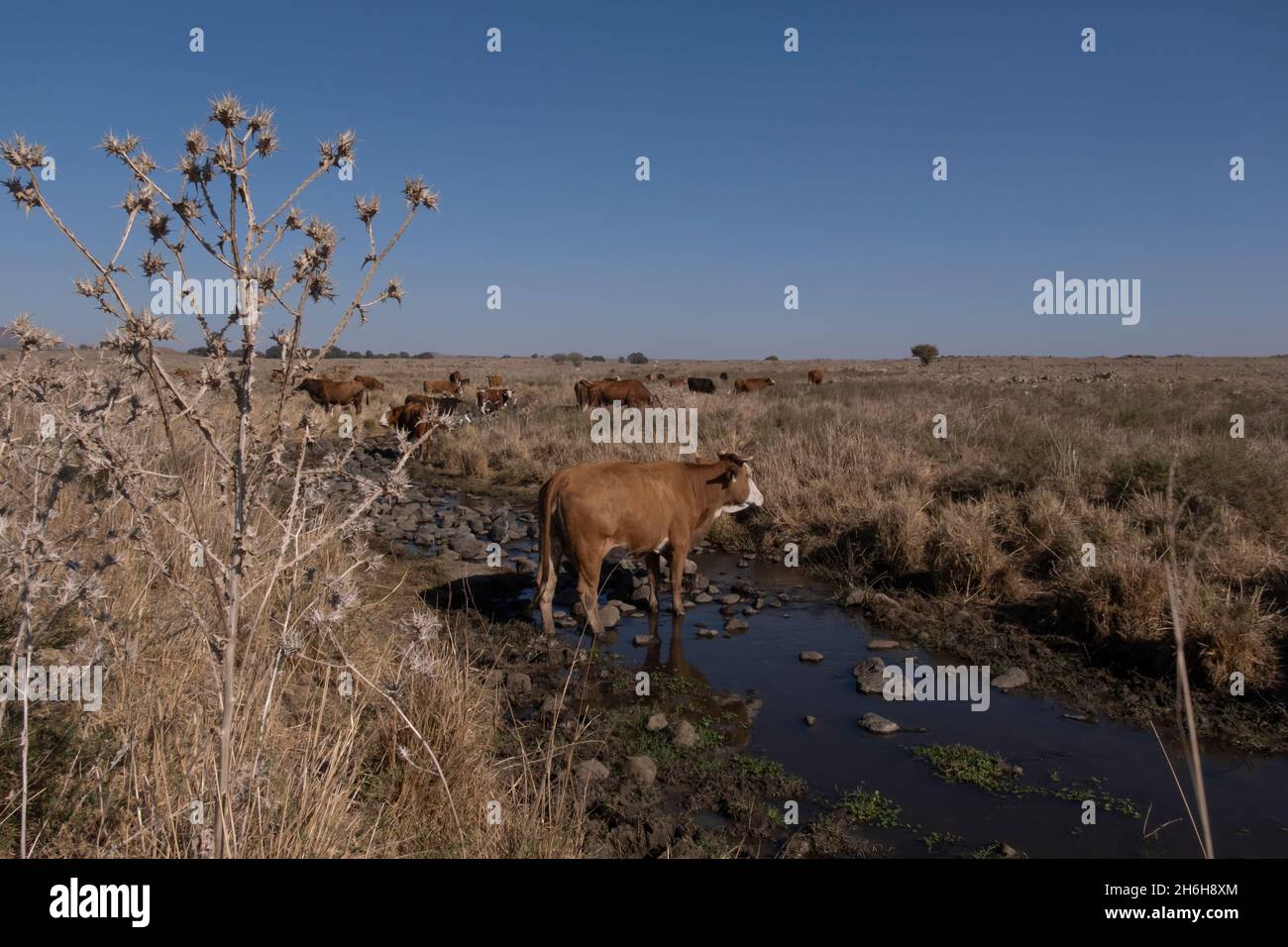 Cows herding in the Golan Heights Israel Stock Photo - Alamy