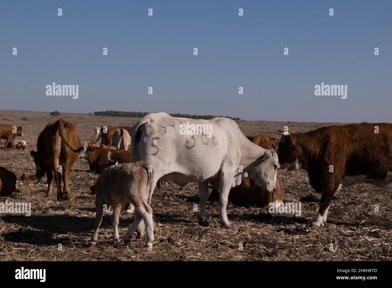 Cow with identification number freeze branded on its body herding on ...