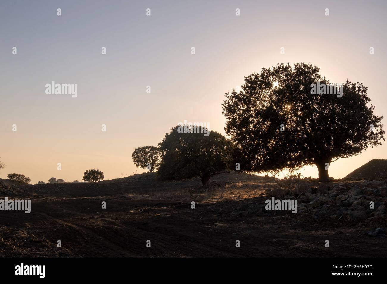 Oak trees near Mount Shifon on the northern Golan Heights, Israel Stock ...