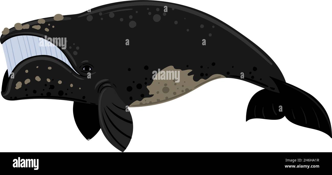 Right whale underwater Stock Vector Images - Alamy