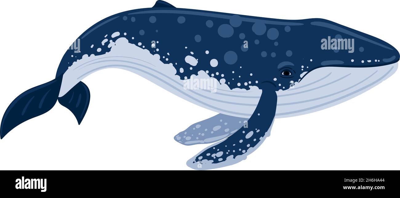 Cartoon Humpback Whale