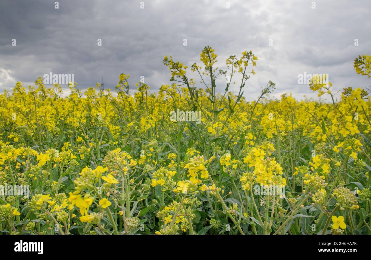 Rapsfeld germany hi-res stock photography and images - Alamy