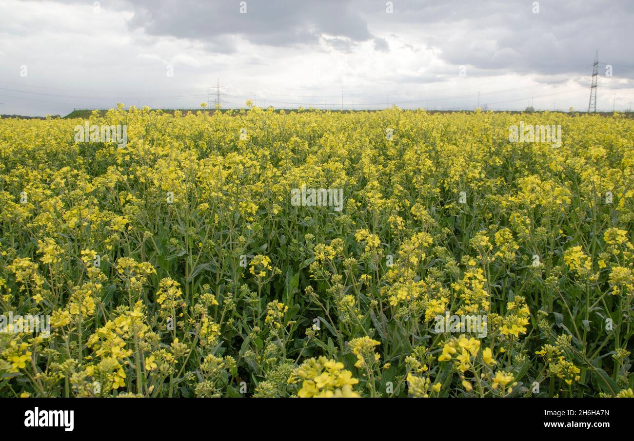 Rapsfeld germany hi-res stock photography and images - Alamy