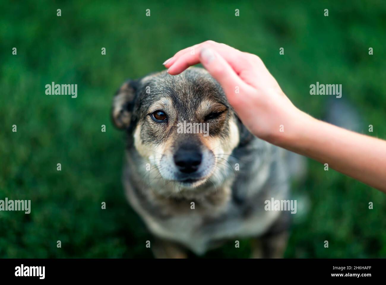 Contented dog hi-res stock photography and images - Alamy