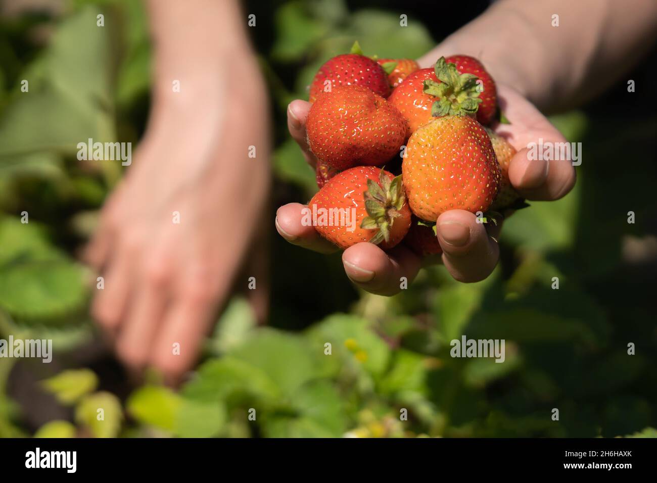 Female hands hold blooming hi-res stock photography and images - Alamy