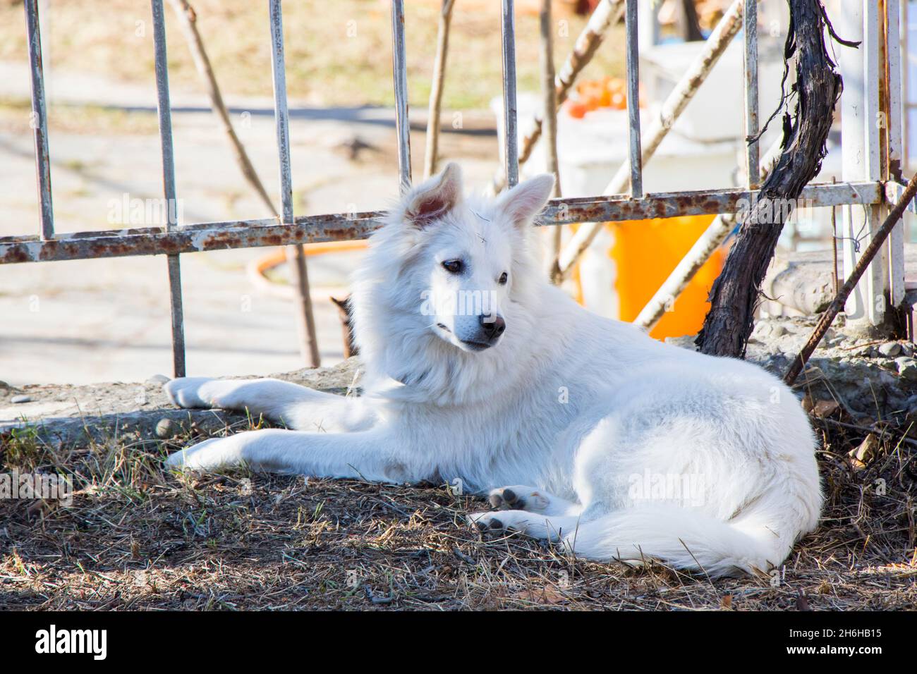 White swiss shepard, white dog portrait Stock Photo - Alamy