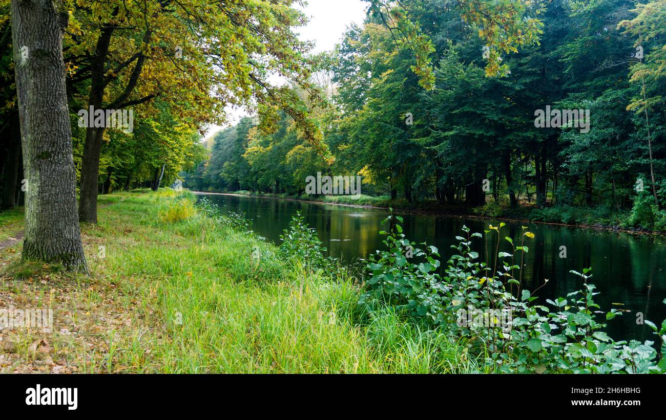 Sunny near natural beech forest hi-res stock photography and images - Alamy