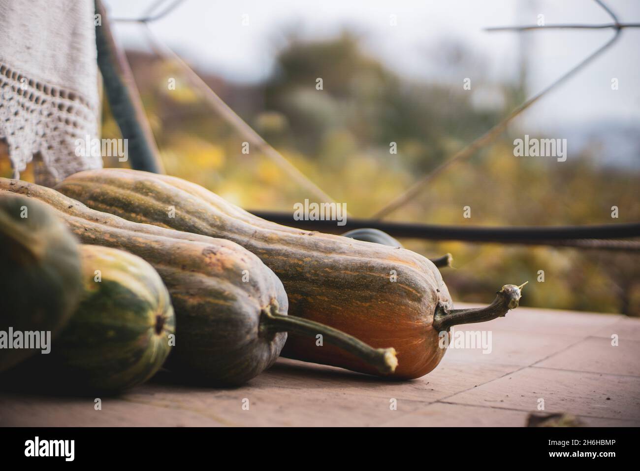 Long pumpkins at a village balcony for seeds Stock Photo - Alamy