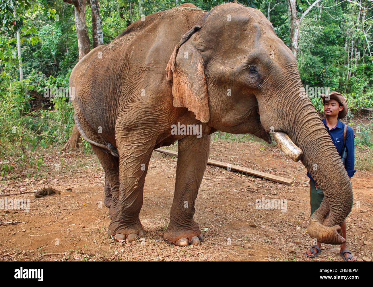 Elephant and his guide in Cambodian jungle Stock Photo - Alamy