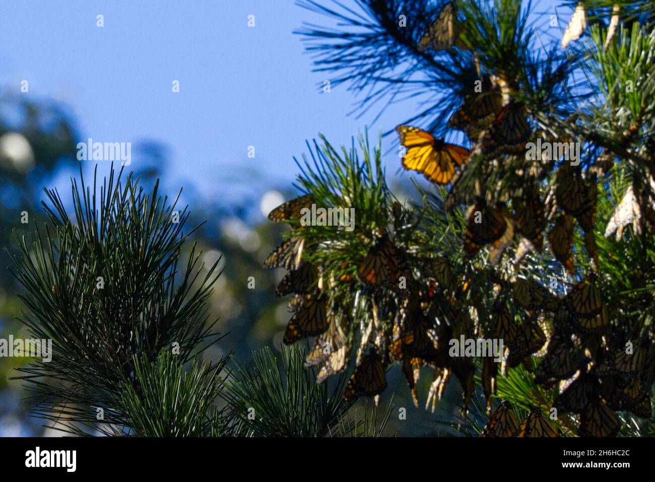 Pacific grove monarch butterfly sanctuary hi-res stock photography and ...