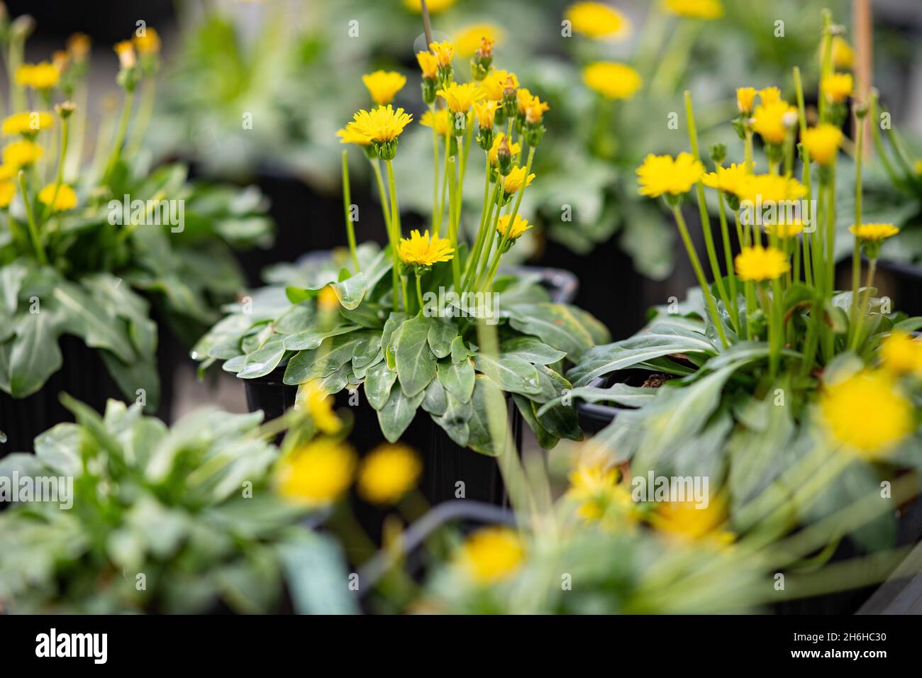 Rubber made from dandelion plants hi-res stock photography and images ...