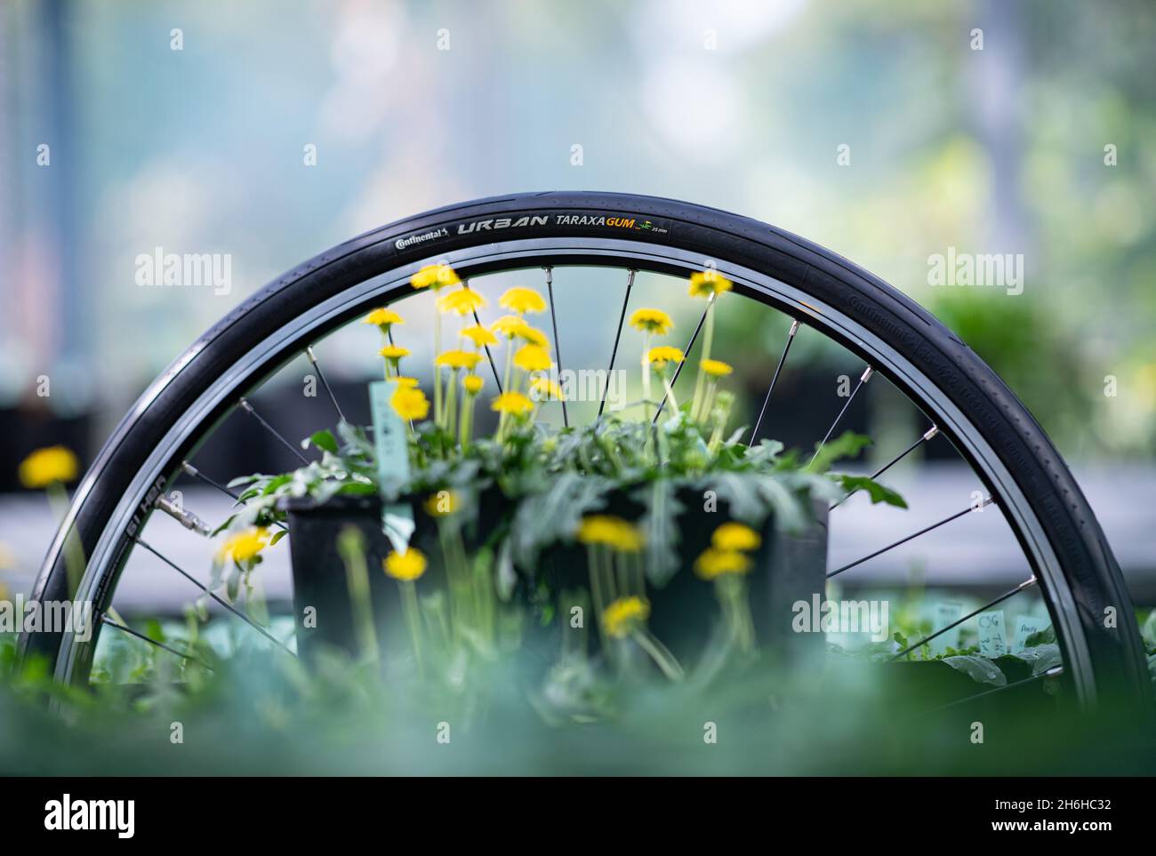 Rubber made from dandelion plants hi-res stock photography and images ...