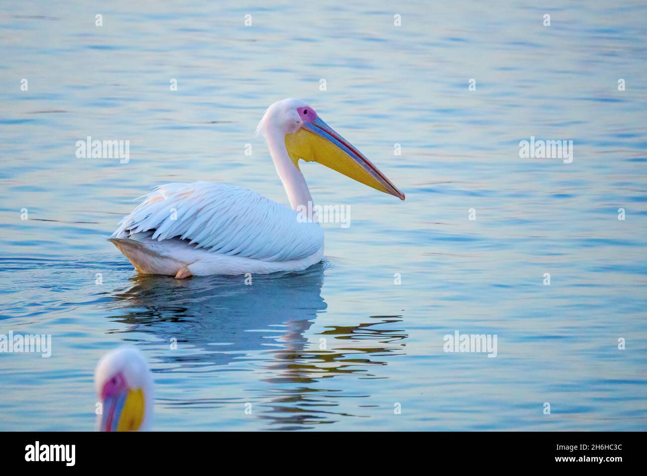 View of a Pelican in the migrating bird center of Mishmar Hasharon ...