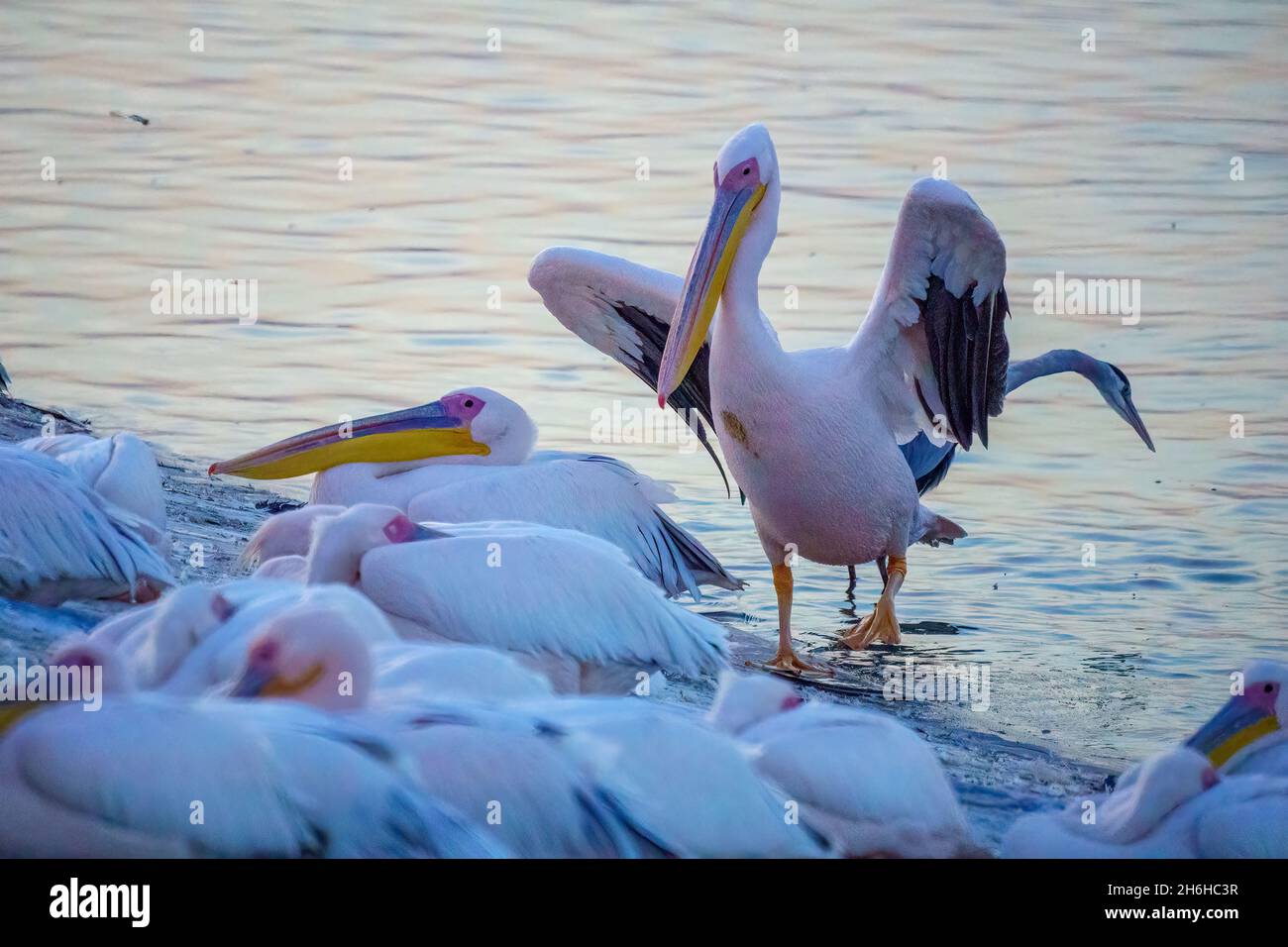 View of Pelicans in the migrating bird center of Mishmar Hasharon ...