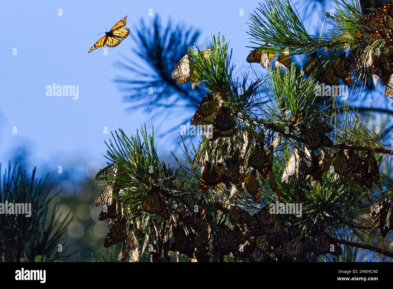 Monarch grove sanctuary hi-res stock photography and images - Alamy