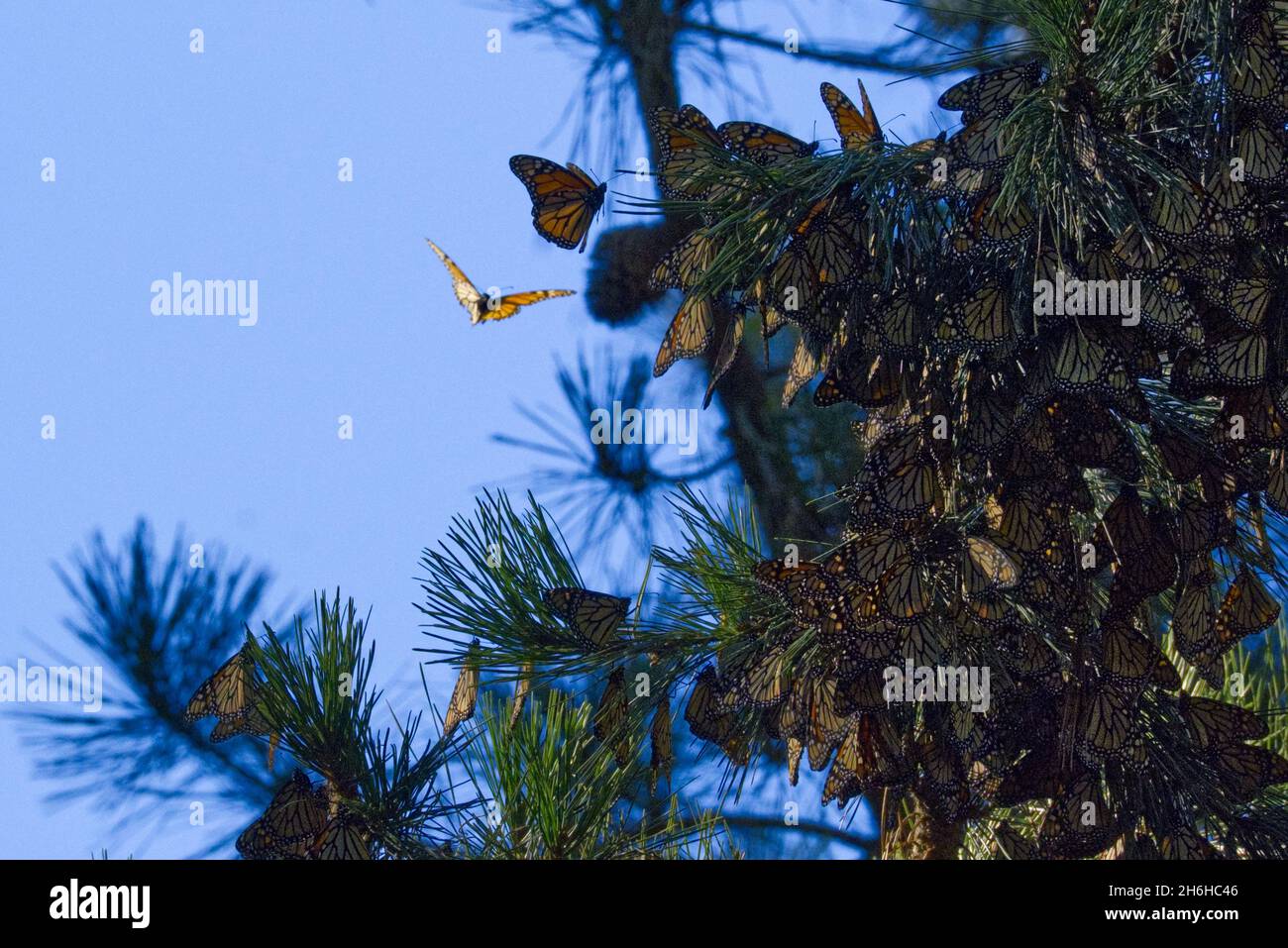 Monarch sanctuary pacific hi-res stock photography and images - Alamy