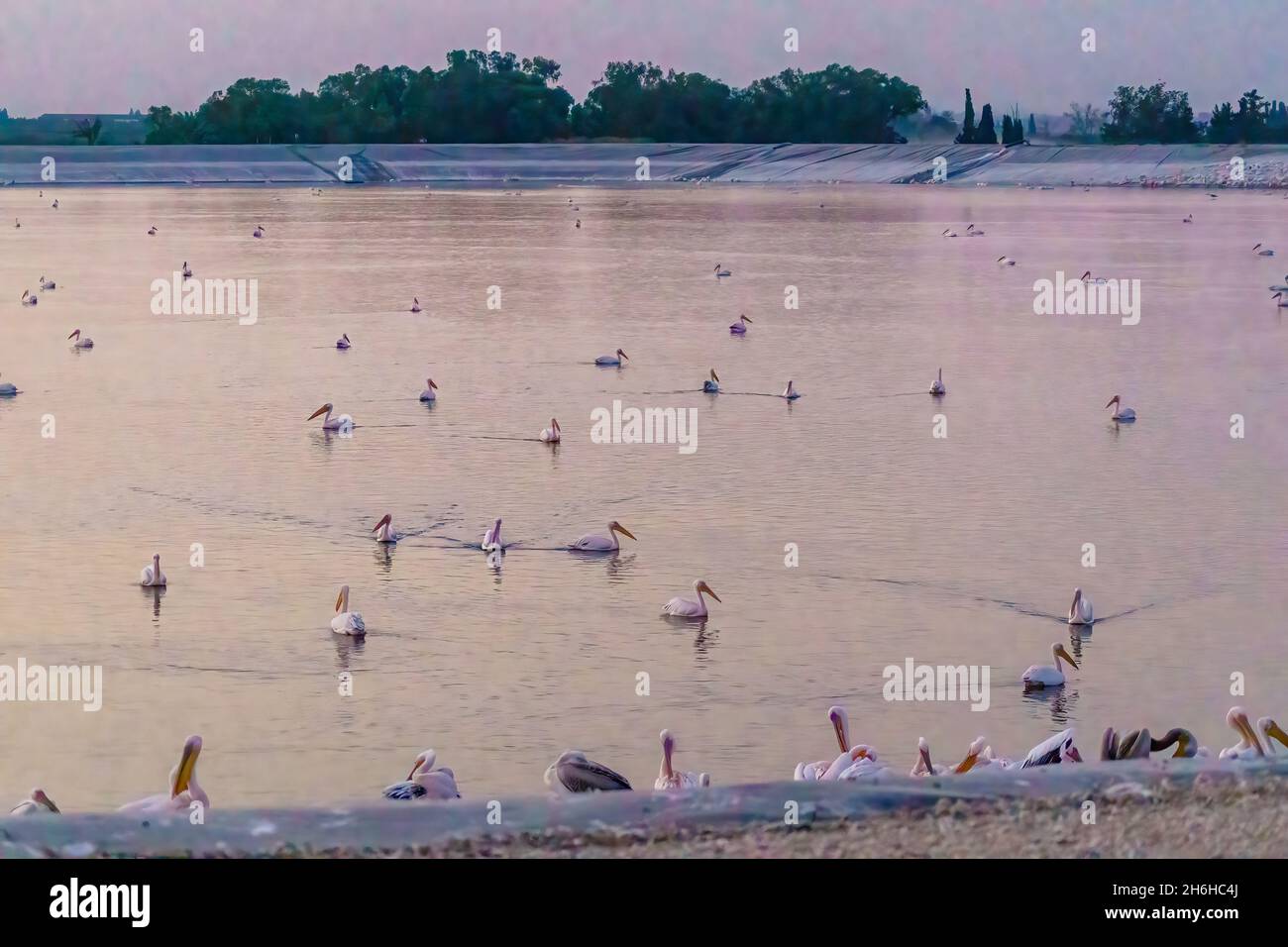 Sunset view Pelicans in the migrating bird center of Mishmar Hasharon ...