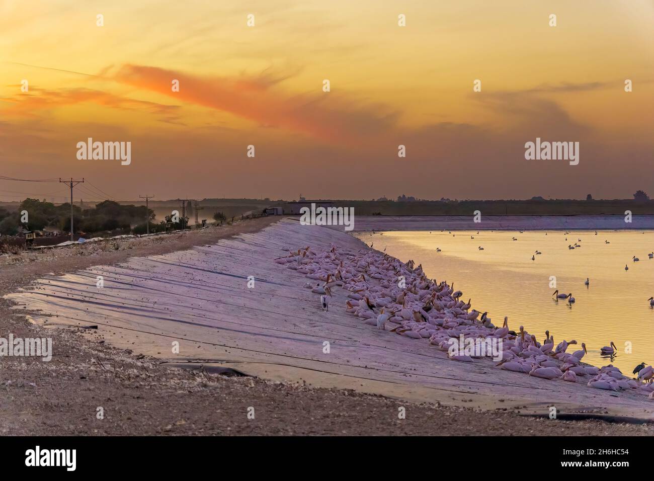 Sunset view Pelicans in the migrating bird center of Mishmar Hasharon ...