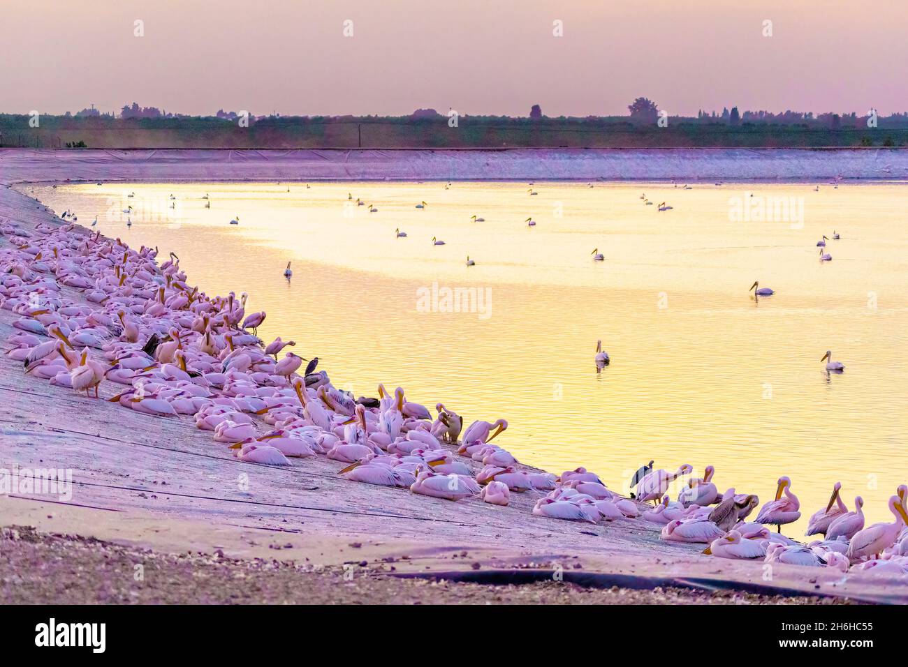 Sunset view Pelicans in the migrating bird center of Mishmar Hasharon ...