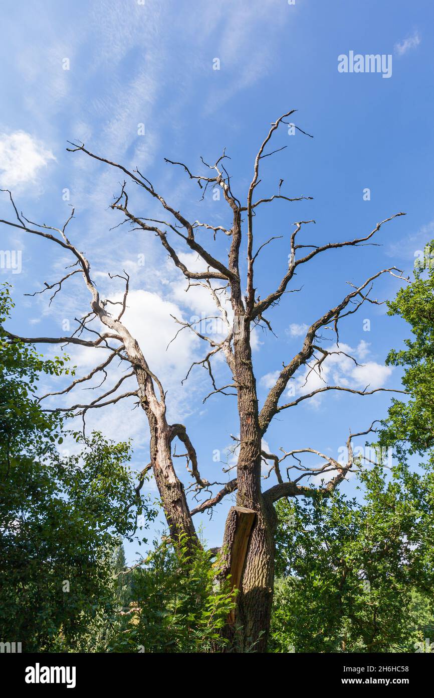 Grosser toter baum hi-res stock photography and images - Alamy