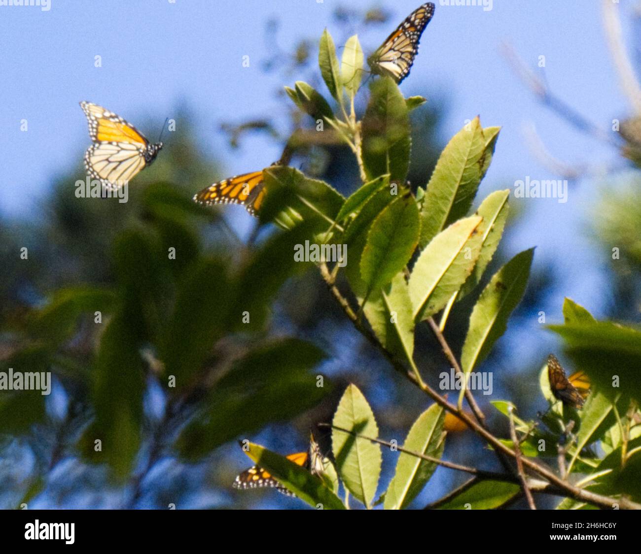 Pacific grove monarch butterfly sanctuary hi-res stock photography and ...
