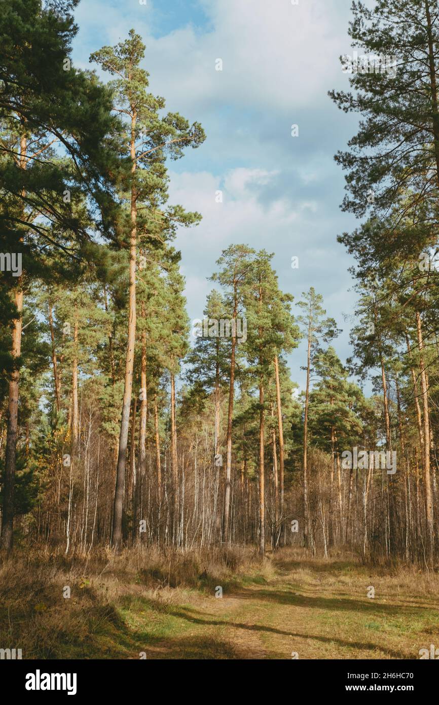 Forest frame landscape light hi-res stock photography and images - Alamy