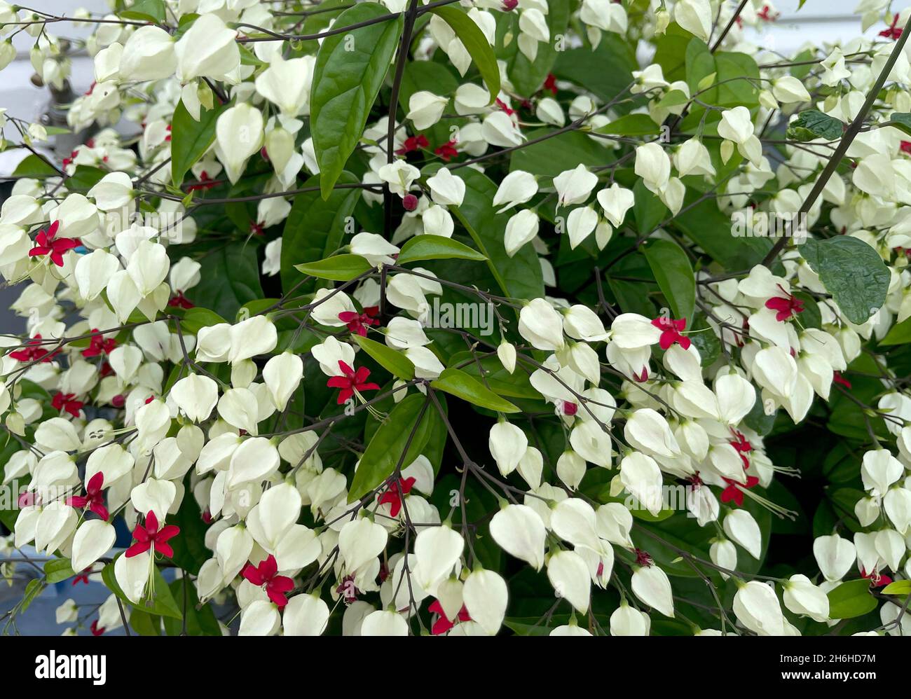 The bleeding heart vine flower, Clerodendrum thomsoniae, is an ...
