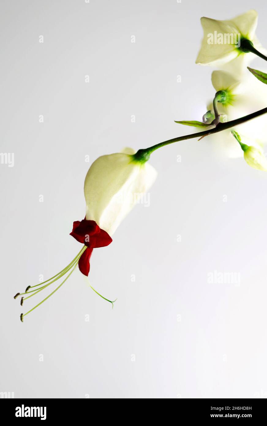 The bleeding heart vine flower, Clerodendrum thomsoniae, is an ...