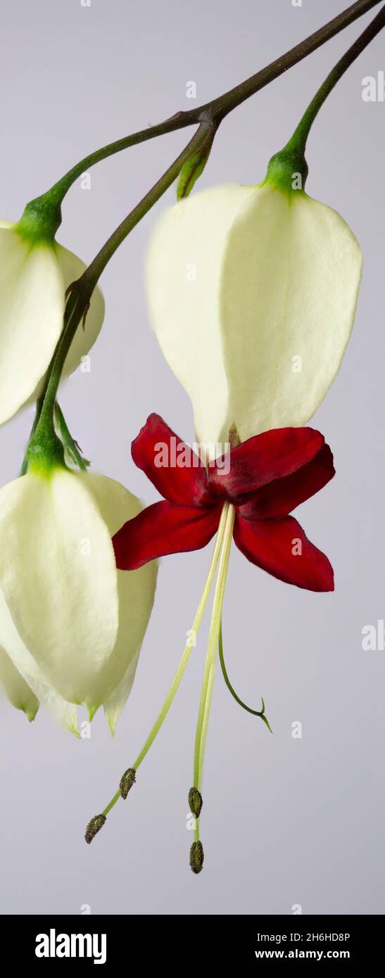 The bleeding heart vine flower, Clerodendrum thomsoniae, is an ...