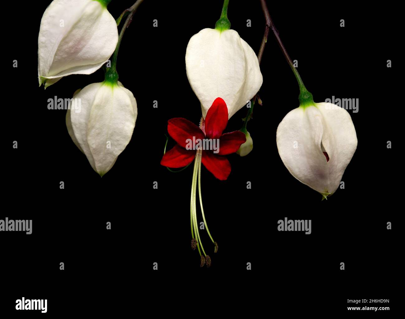 The bleeding heart vine flower, Clerodendrum thomsoniae, is an ...